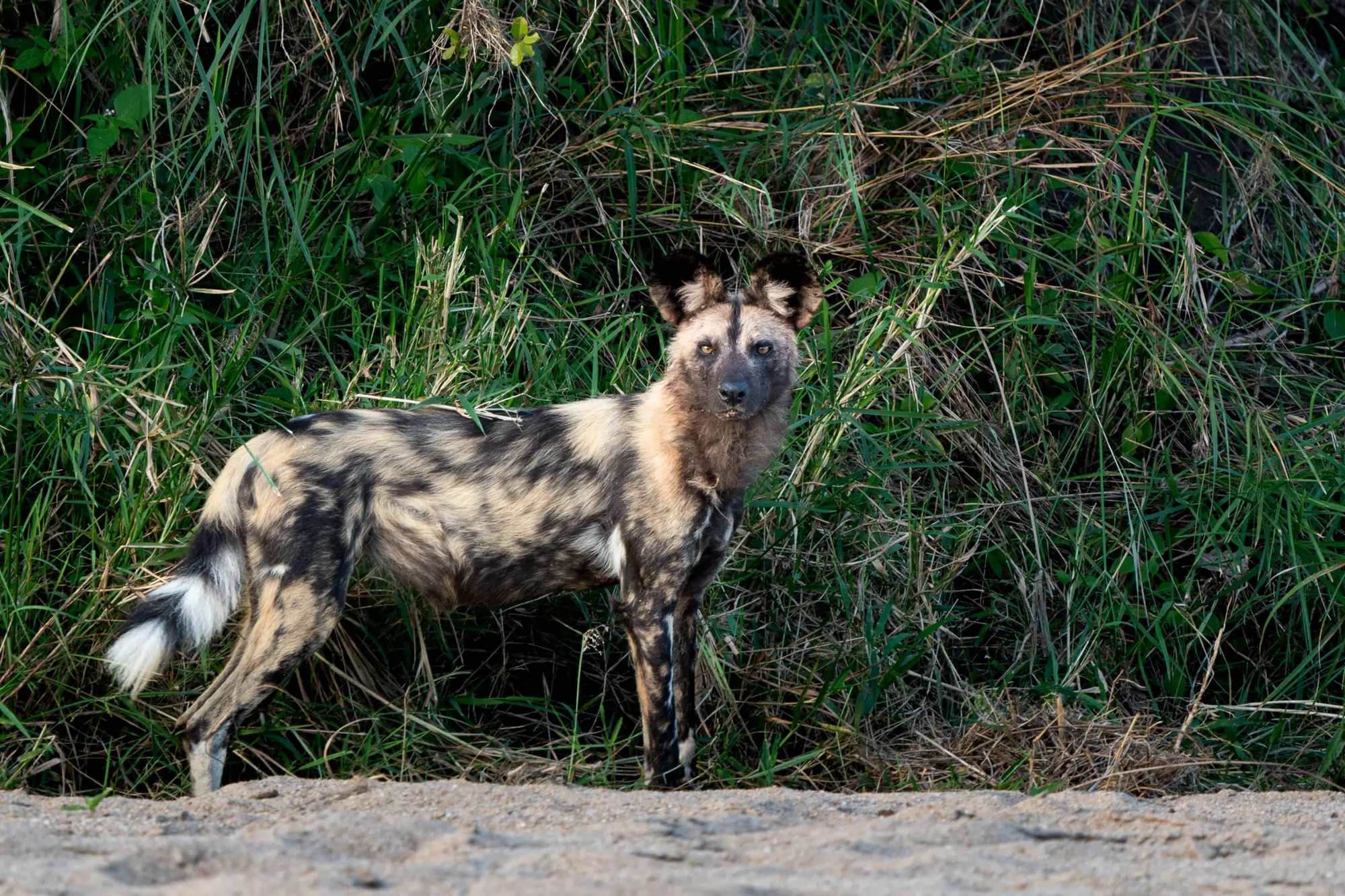 Welcome To Jock Safari Lodge | Kruger National Park